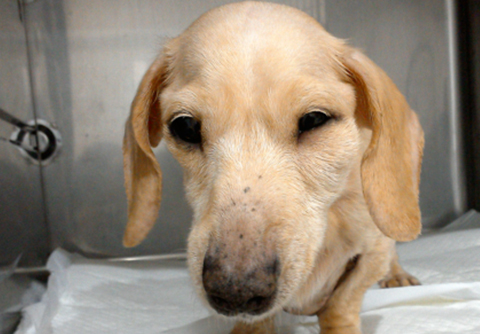 shika_03 | 横浜山手犬猫医療センター｜Yokohama Yamate DOG & CAT Medical Center